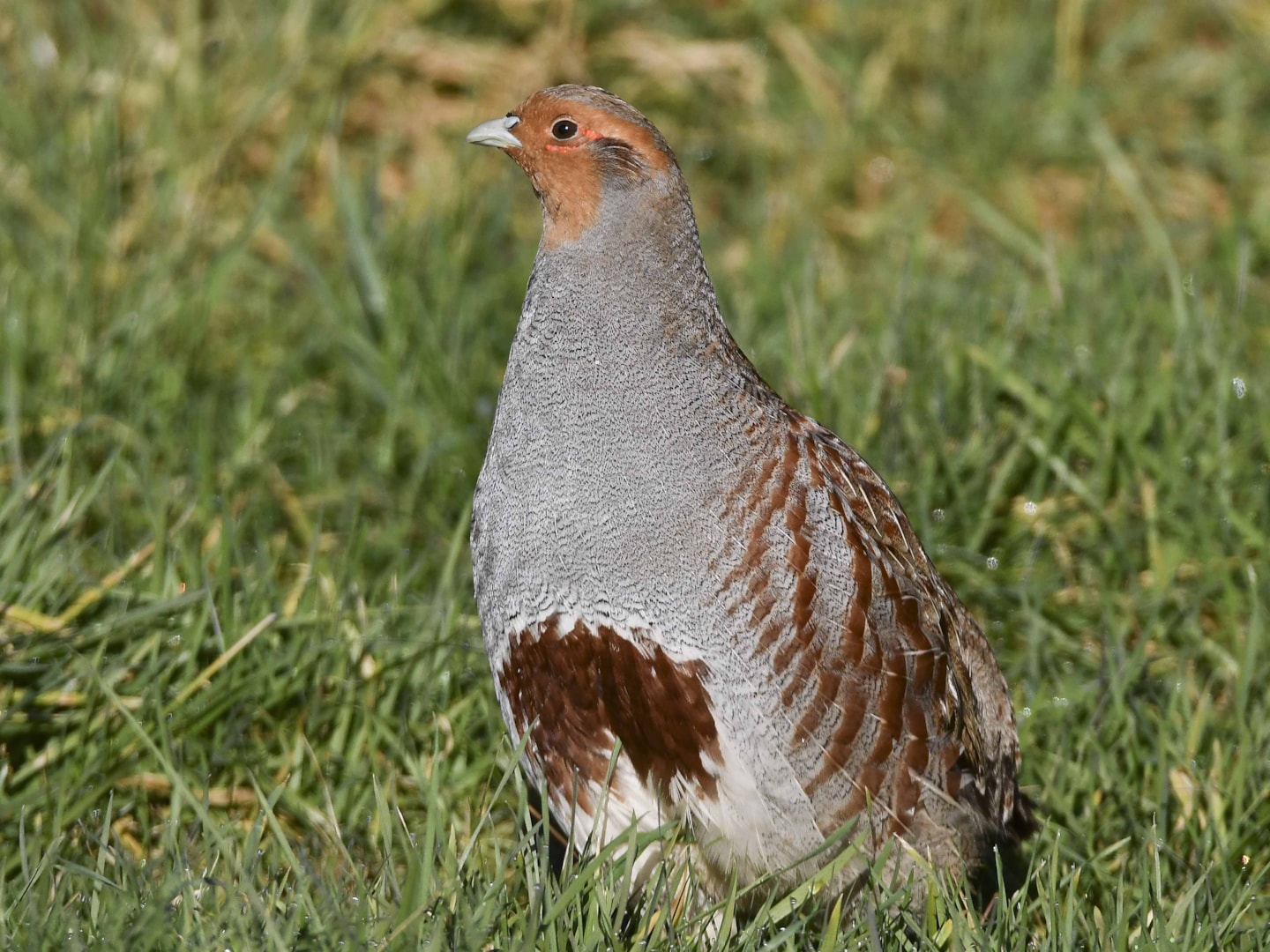 Grey Partridge by Andy Thompson - BirdGuides