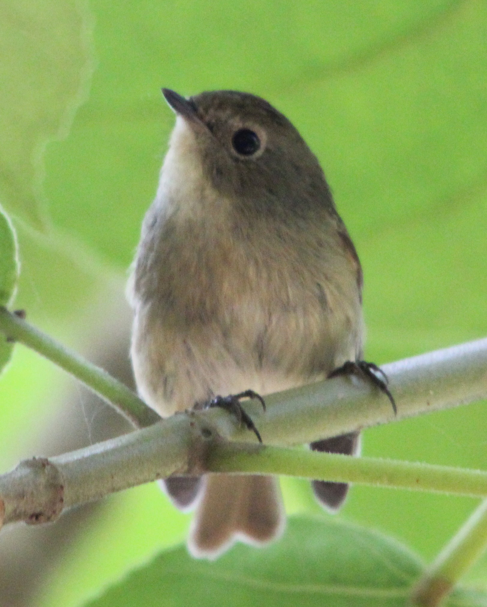 Details : Slaty-blue Flycatcher - BirdGuides