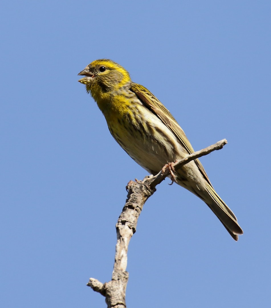 European Serin by Dave Grant - BirdGuides