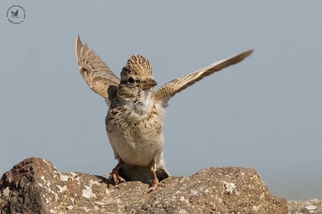 Details : Sand Lark - BirdGuides