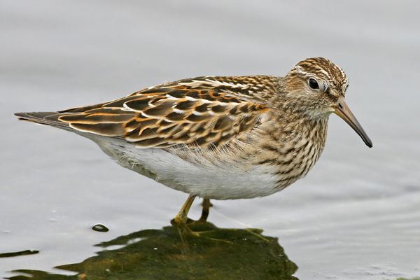 Details : Pectoral Sandpiper - BirdGuides