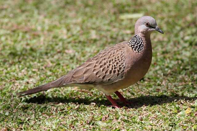 Details : Spotted Dove - BirdGuides