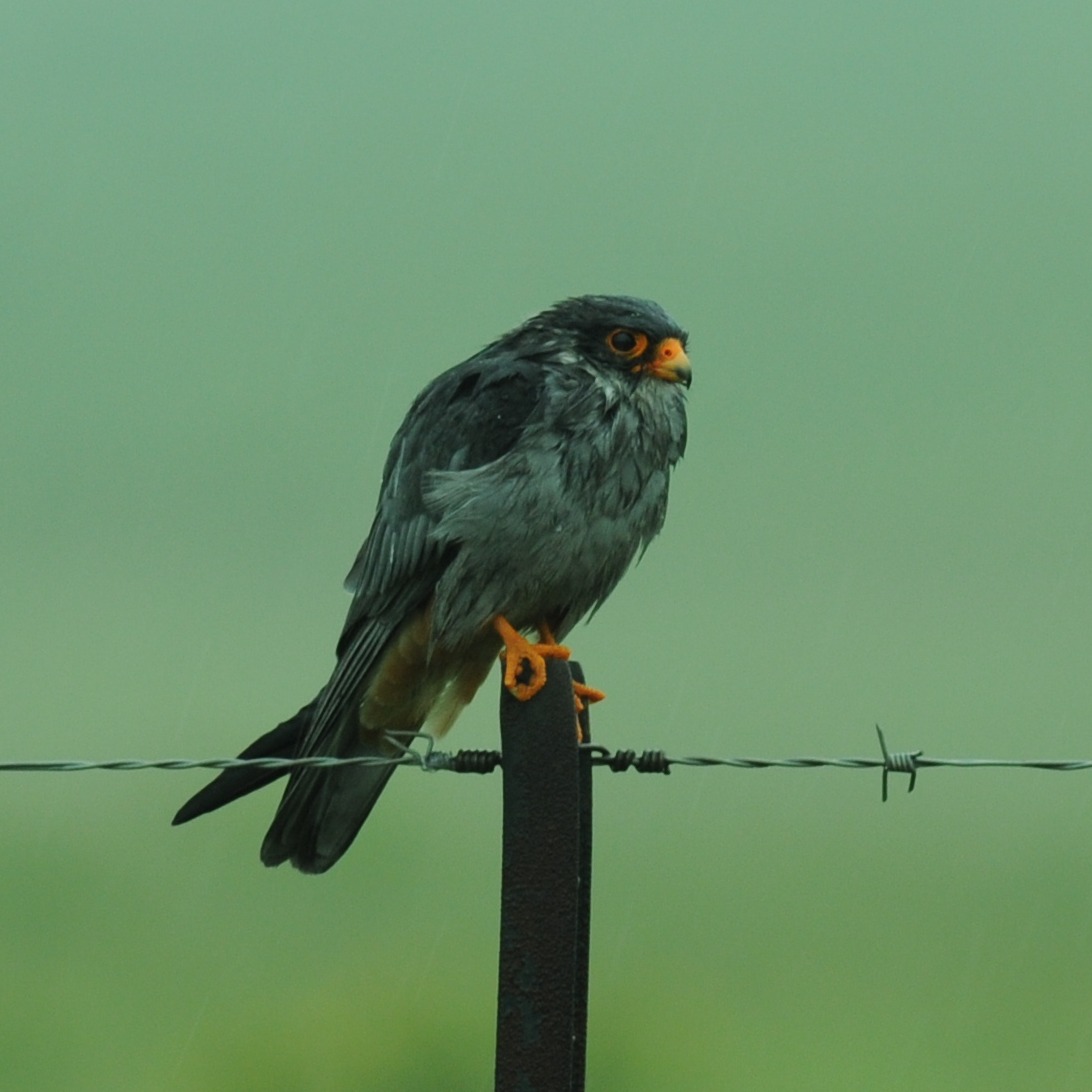 Details : Amur Falcon - BirdGuides