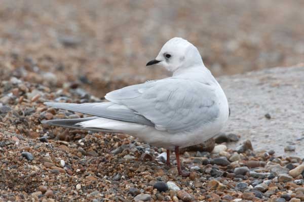 Details : Ross's Gull - BirdGuides