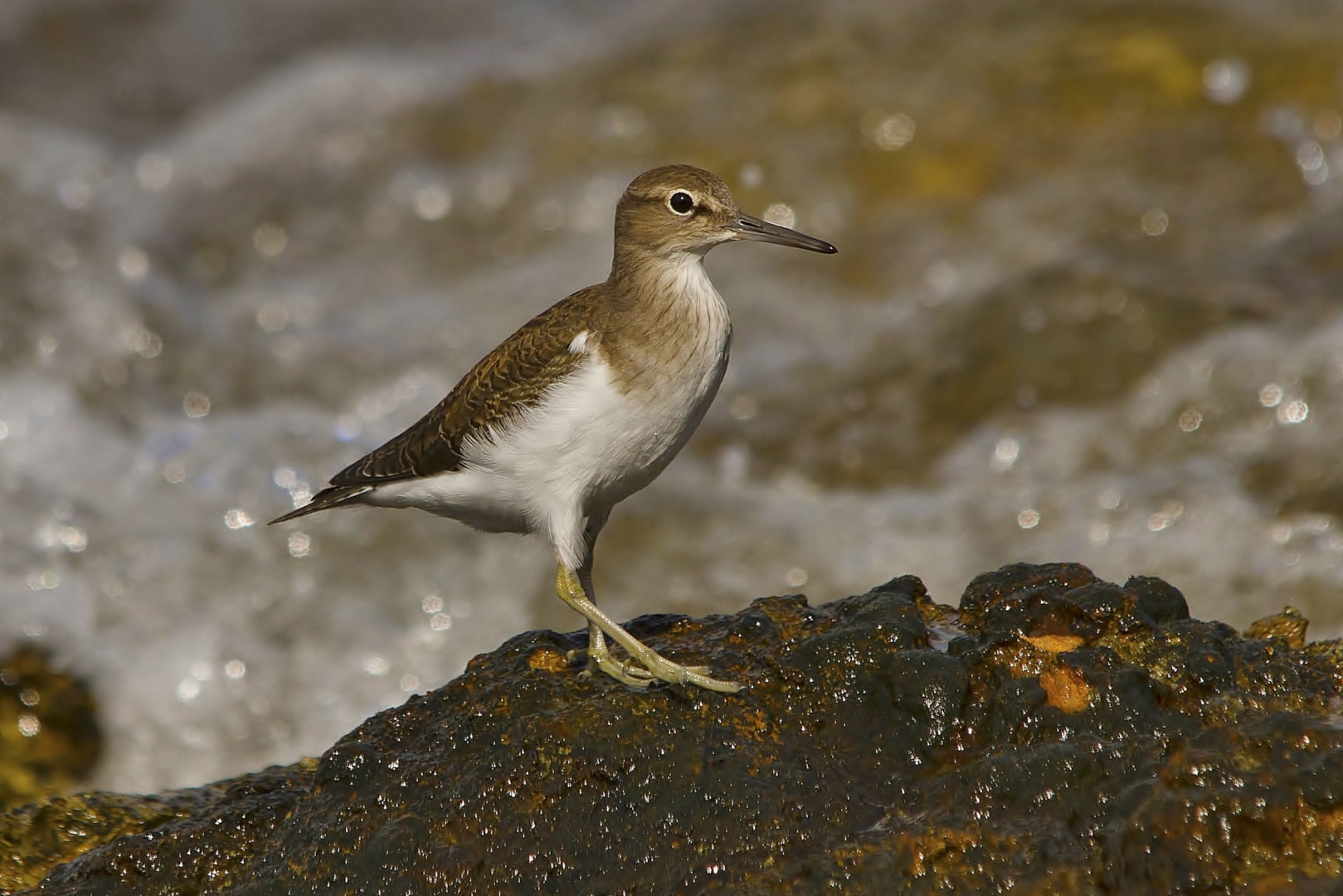 Common Sandpiper by Clive Daelman - BirdGuides