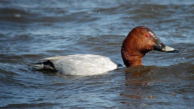 Details : Common Pochard - BirdGuides