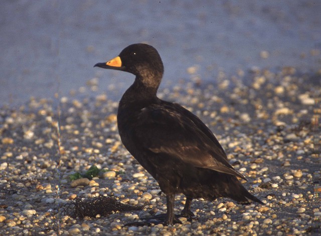 Details : Black Scoter - BirdGuides