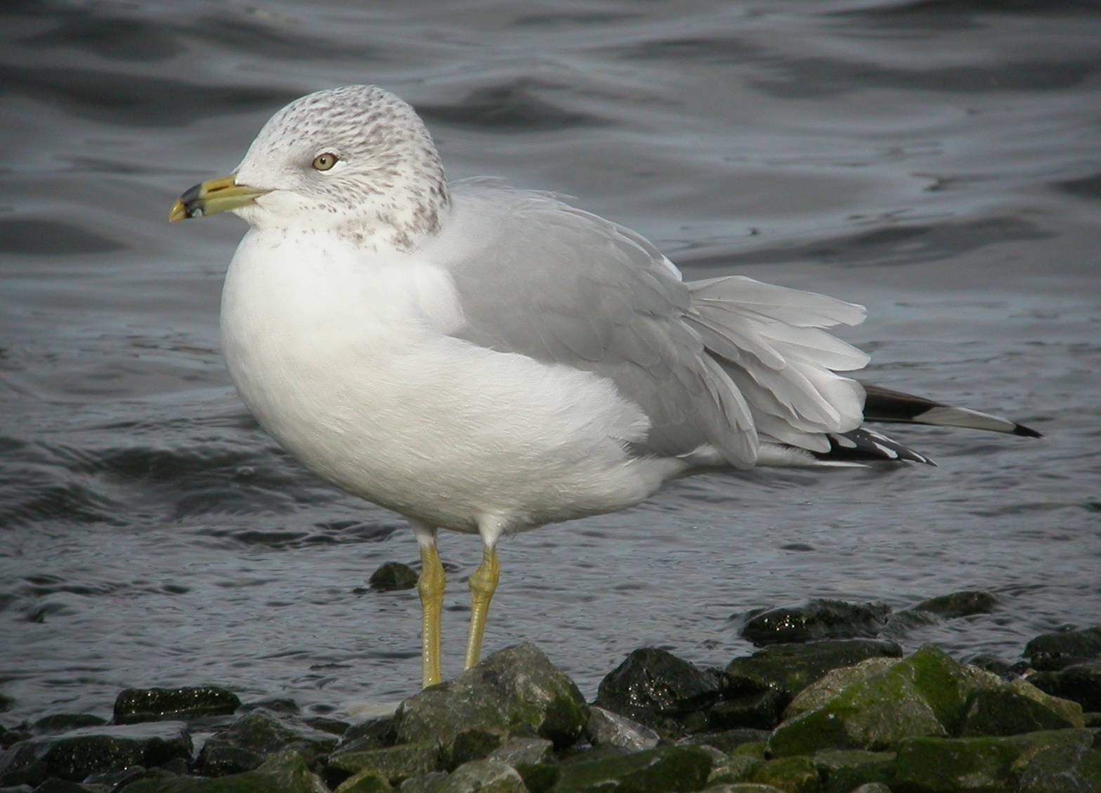 Details : Ring-billed Gull - BirdGuides