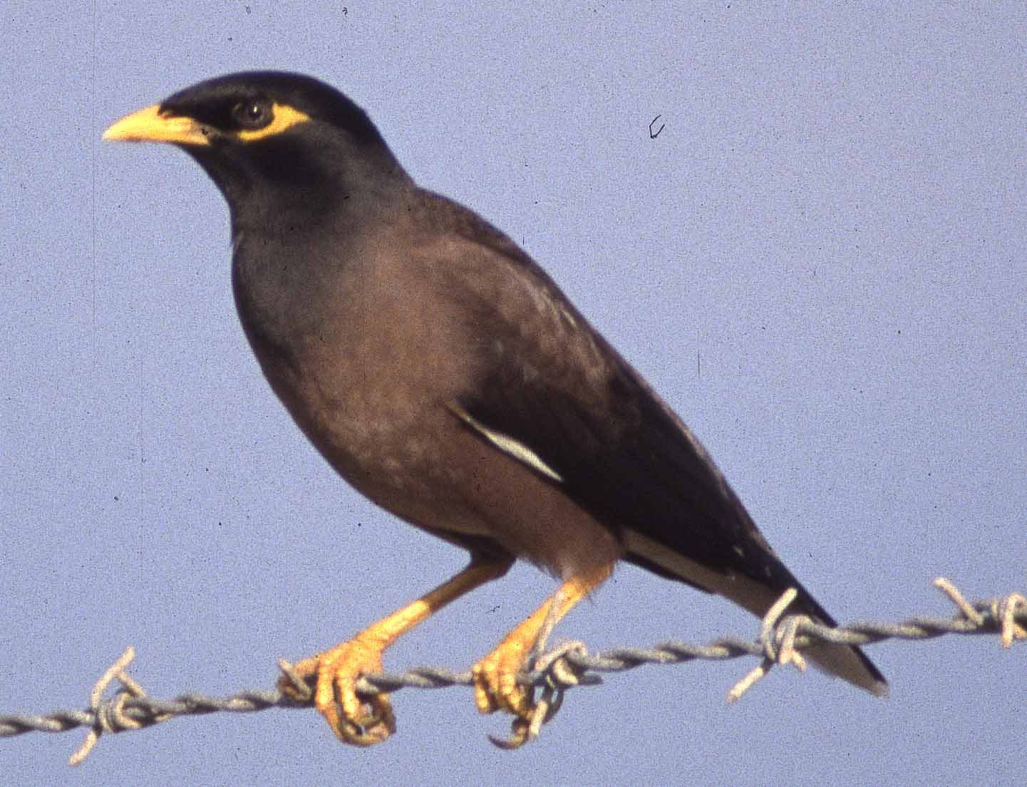 Details : Common Myna - BirdGuides