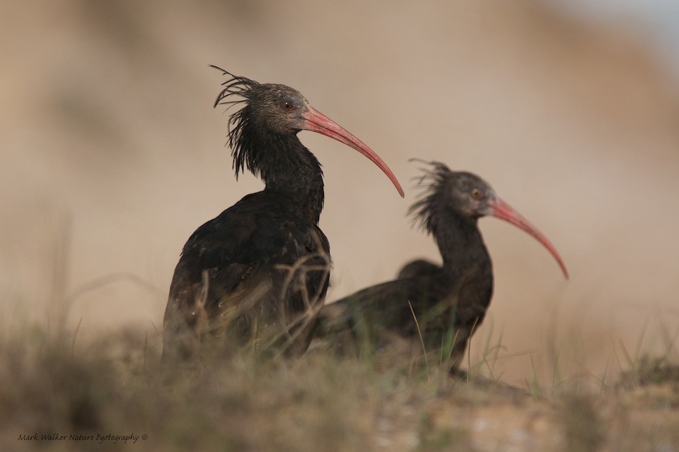 Northern Bald Ibis has record breeding season - BirdGuides