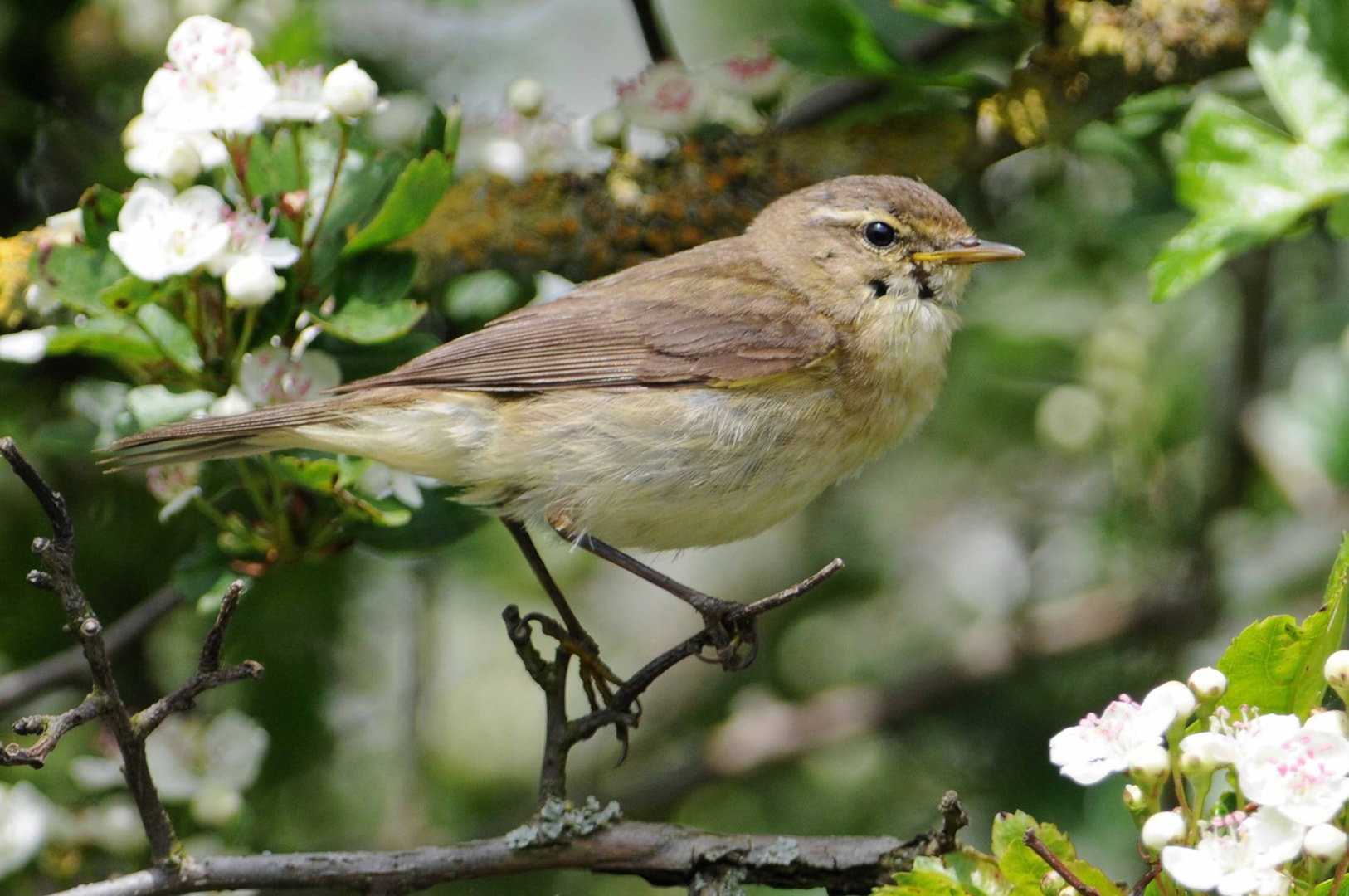 Common Chiffchaff by Nick Appleton - BirdGuides