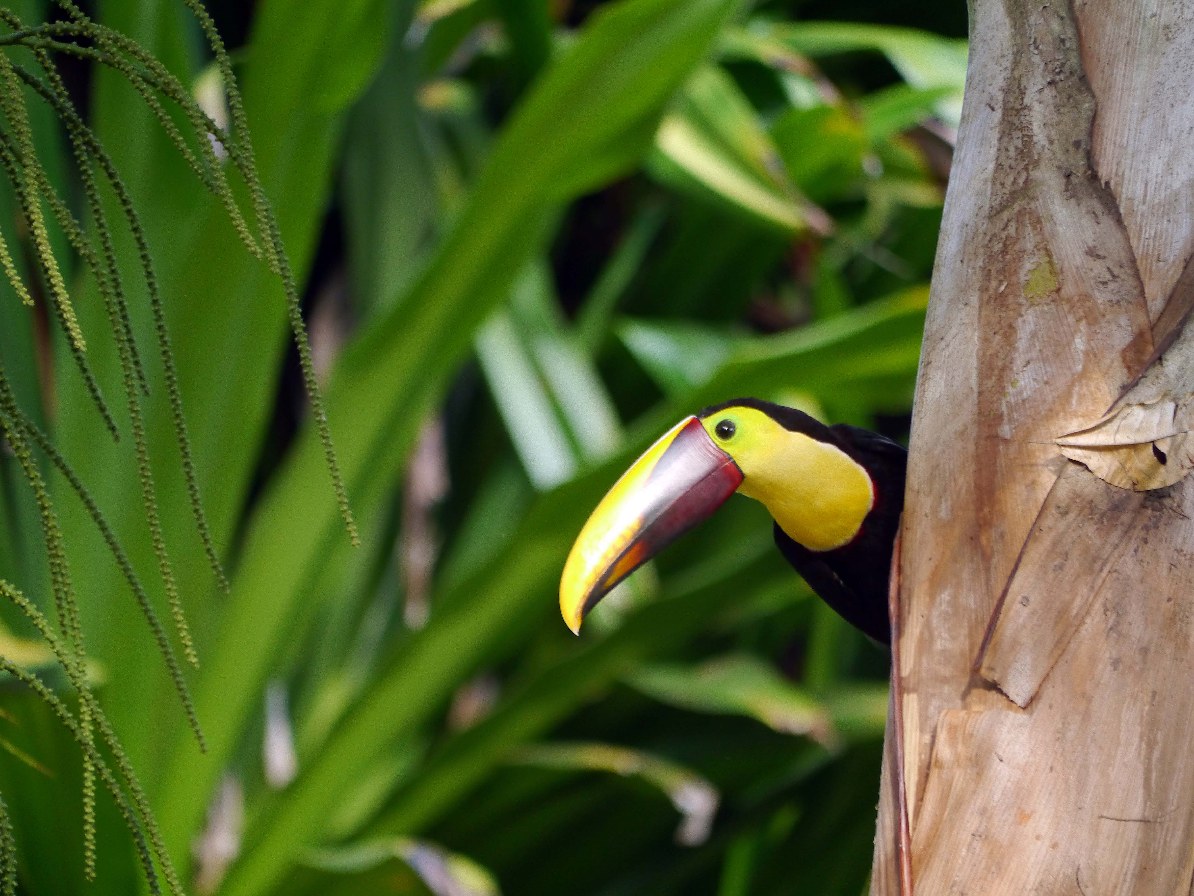 Details : Yellow-throated Toucan - BirdGuides