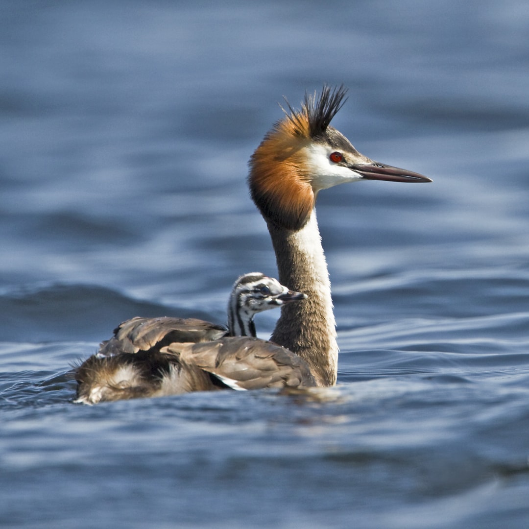 Great Crested Grebe by Peter Beesley - BirdGuides