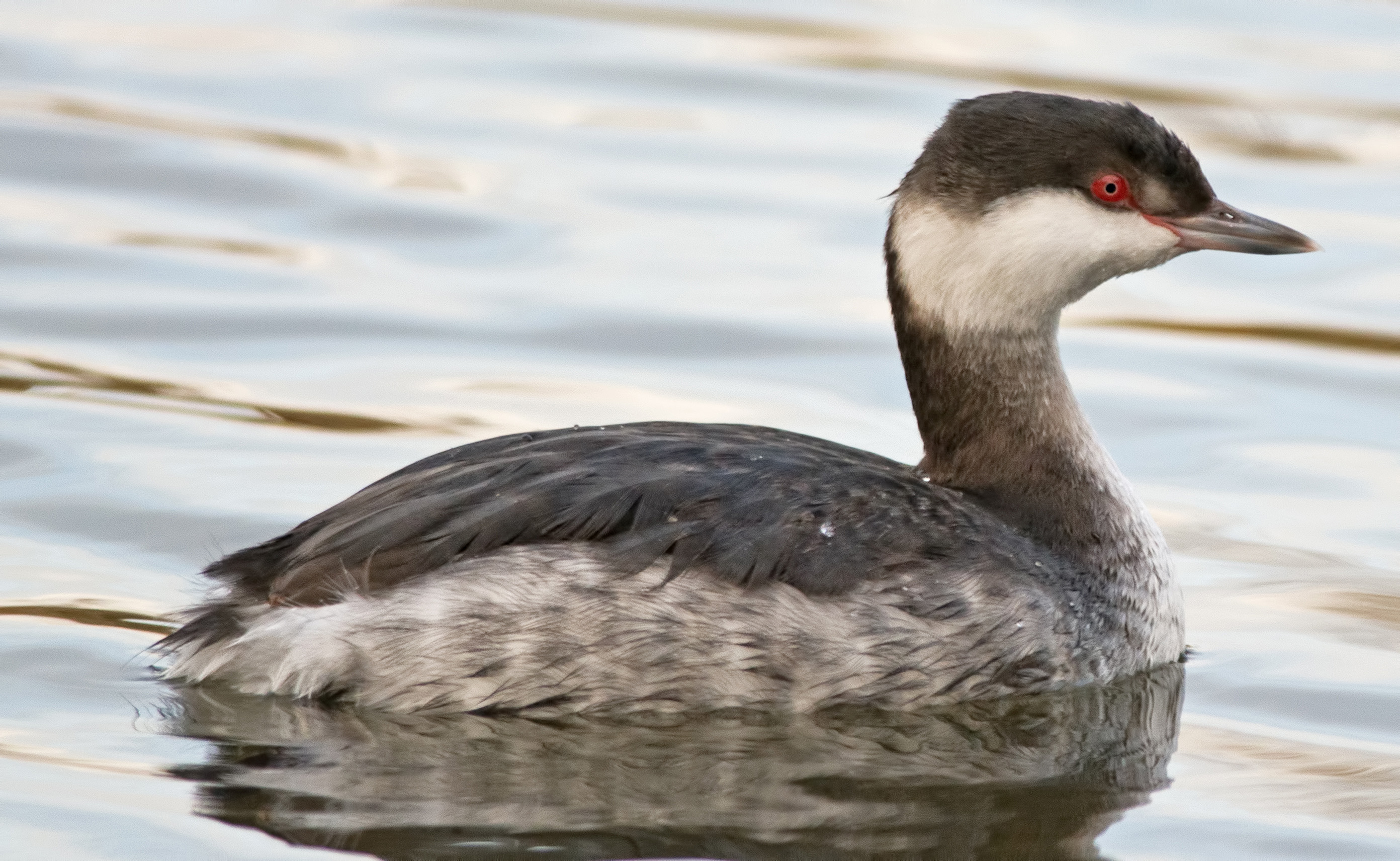 Details : Slavonian Grebe - BirdGuides