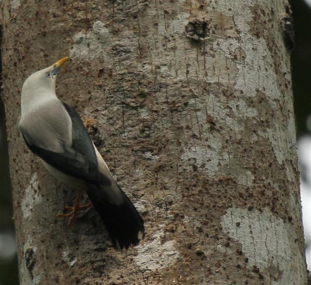 Details : White-headed Starling - BirdGuides