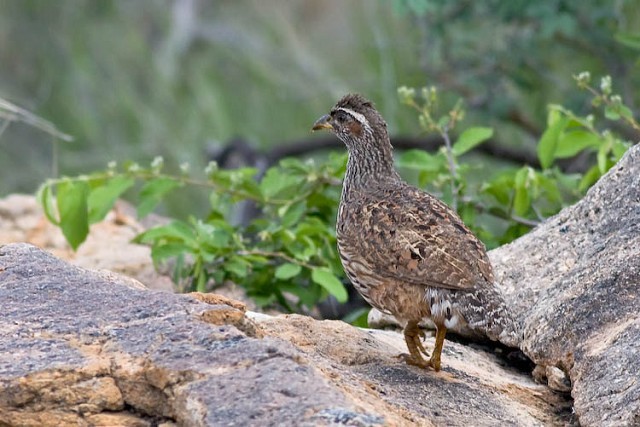 Details : Hartlaub's Spurfowl - BirdGuides