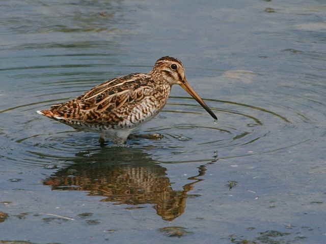Details : Pin-tailed Snipe - BirdGuides