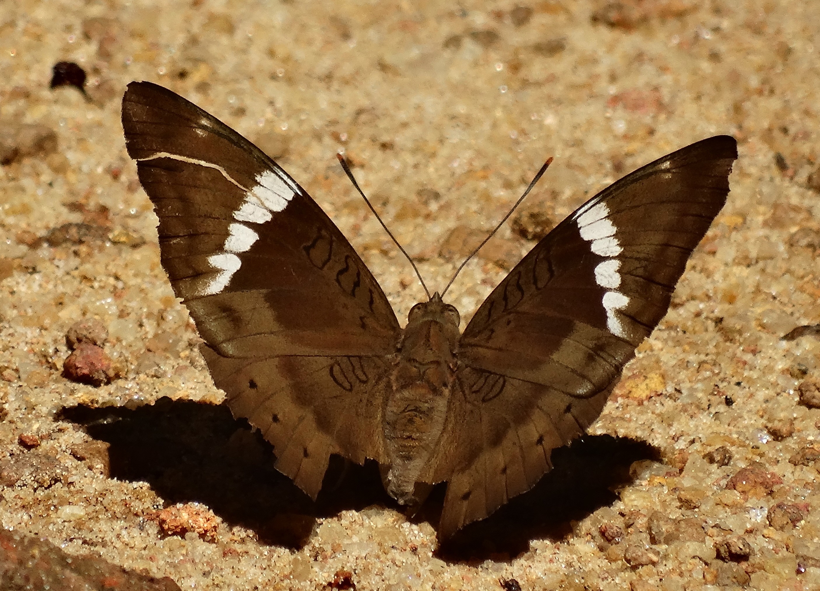 Details : Common Baron - BirdGuides