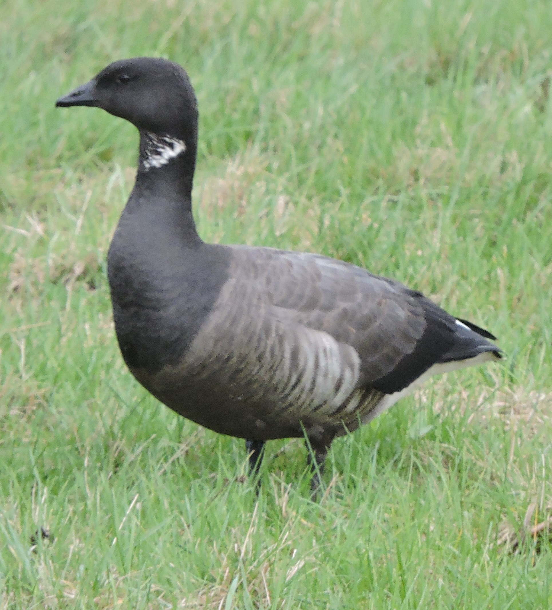 Details : Brent Goose - BirdGuides