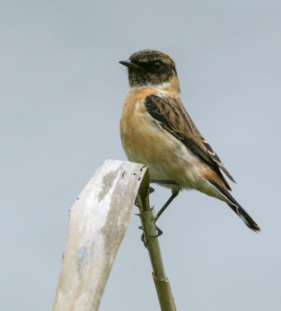 Details : Stejneger's Stonechat - BirdGuides