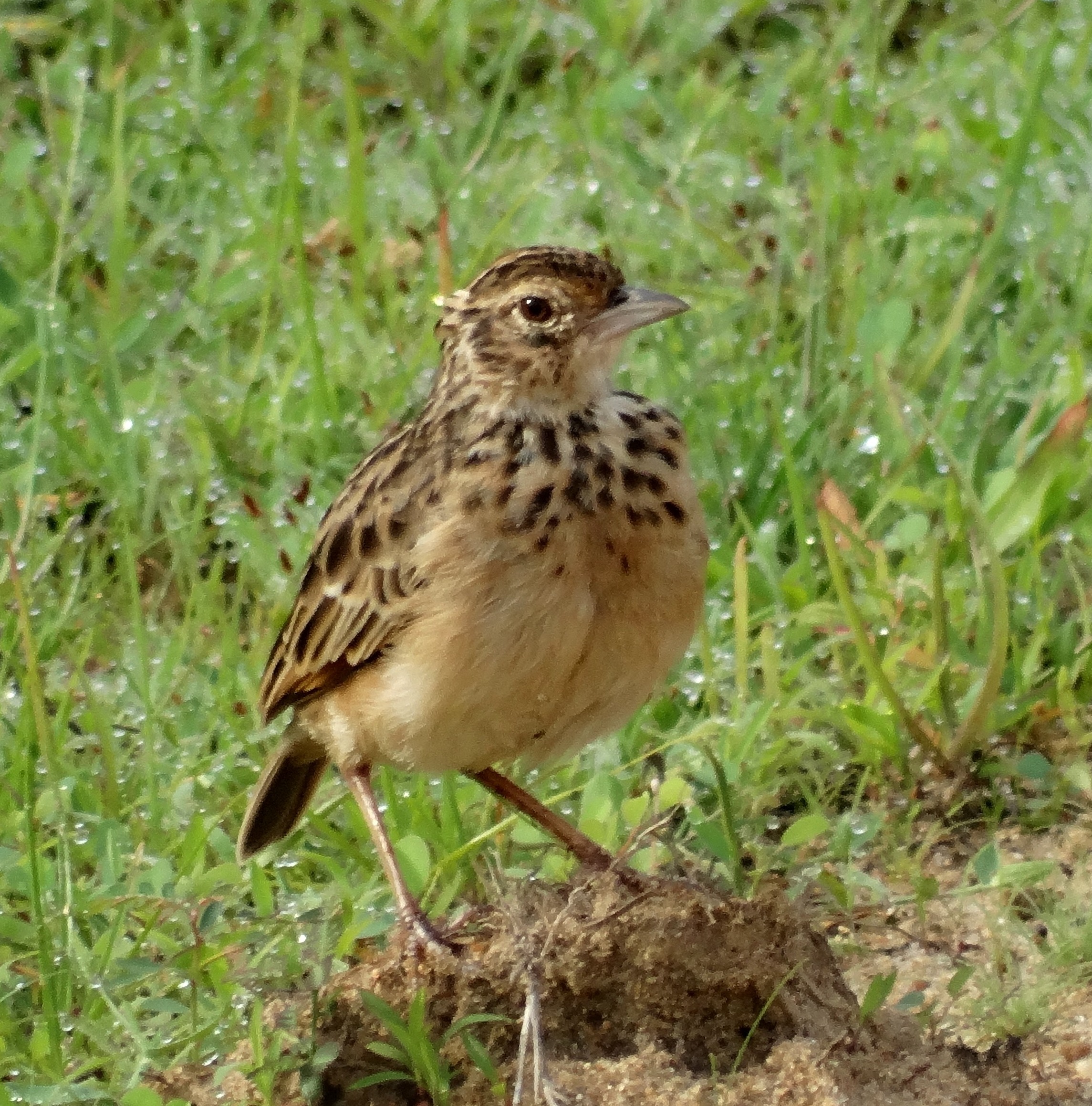 Details : Jerdon's Bush Lark - BirdGuides