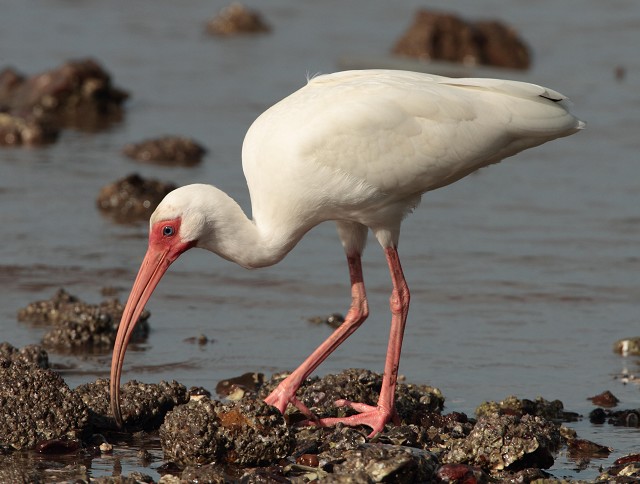 Details : American White Ibis - BirdGuides