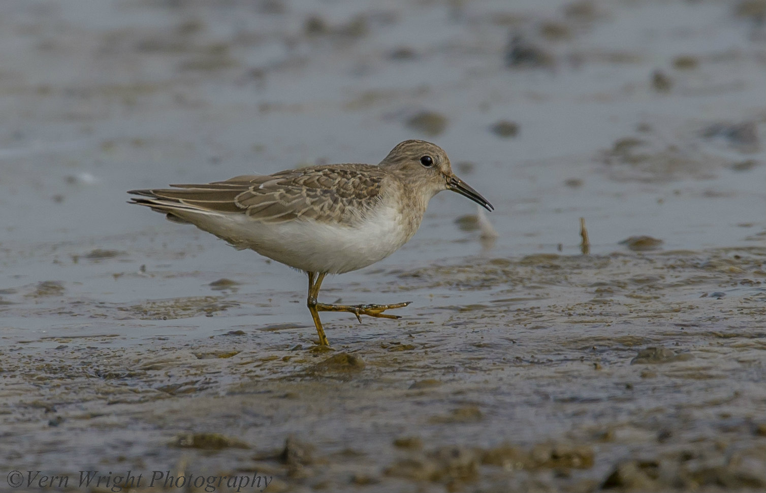 Details : Temminck's Stint - BirdGuides