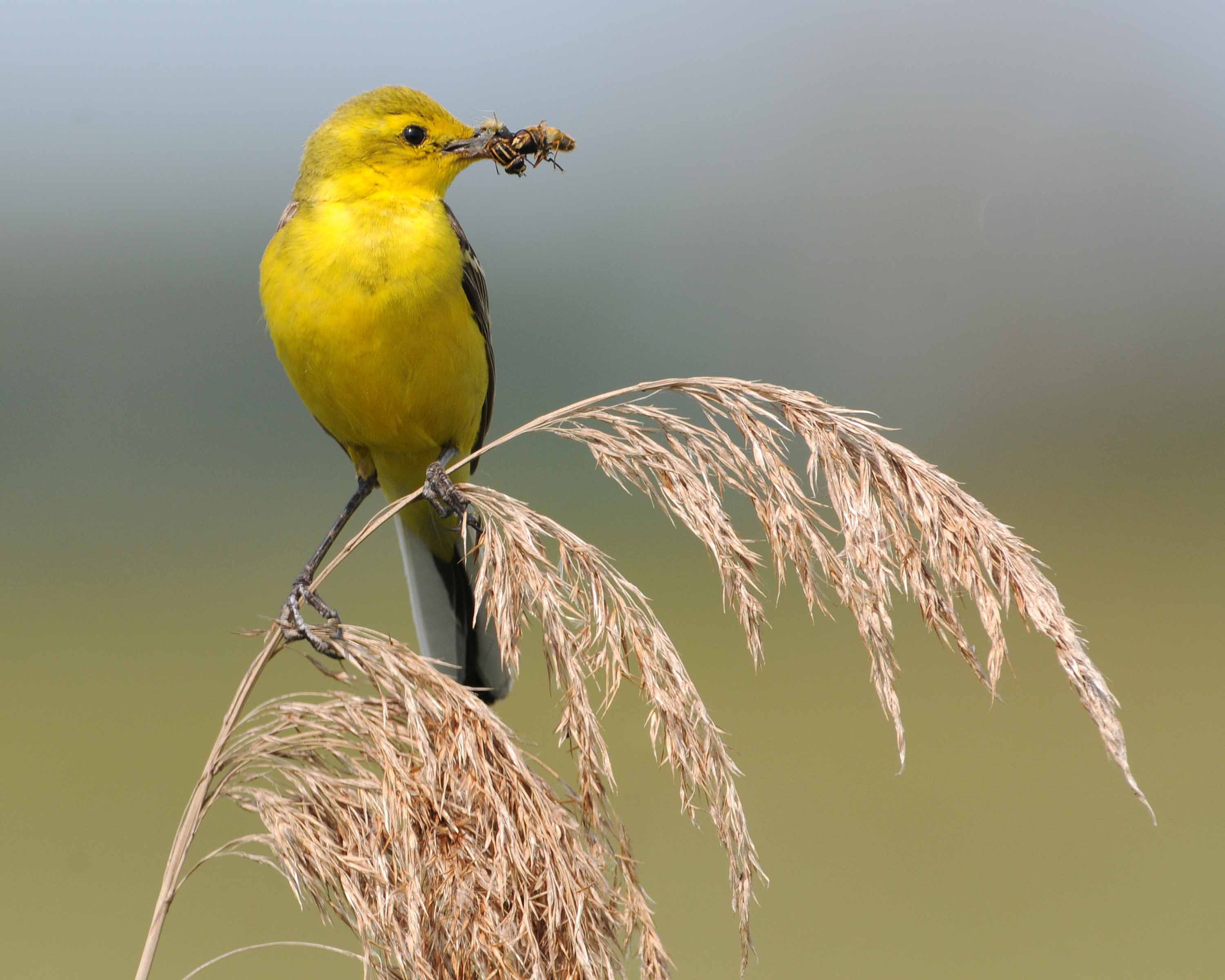 Annual report charts the ups and downs of the UK's birds - BirdGuides