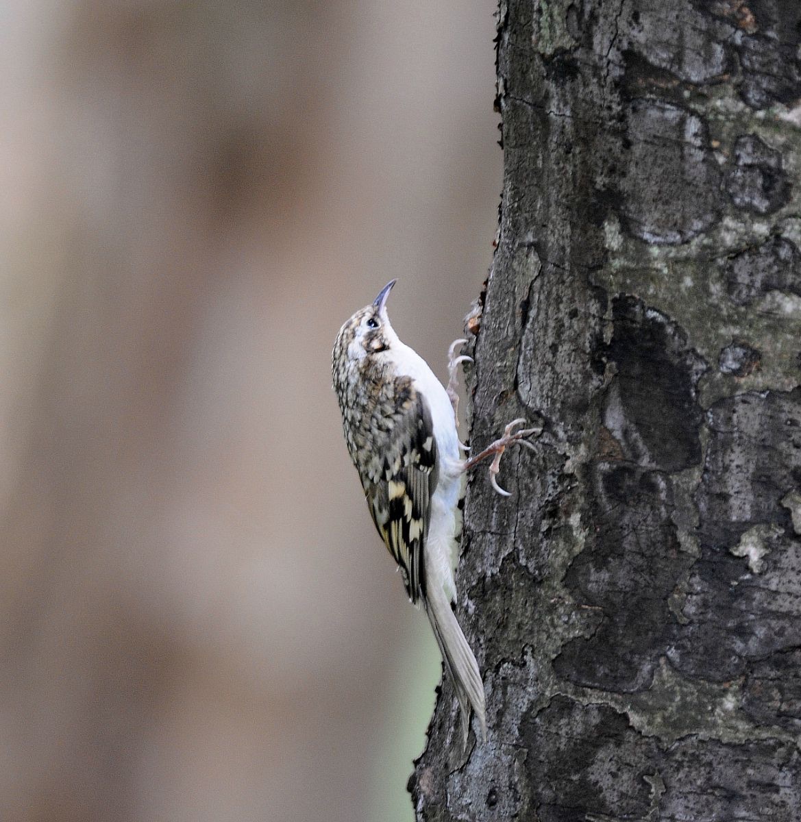 Eurasian Treecreeper by Alan Baldry - BirdGuides