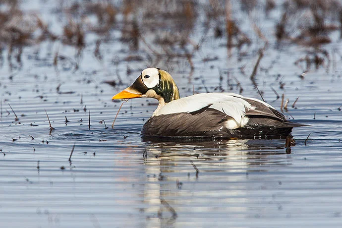 Details : Spectacled Eider - BirdGuides