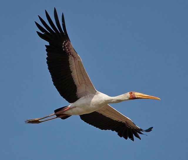 Details : Yellow-billed Stork - BirdGuides