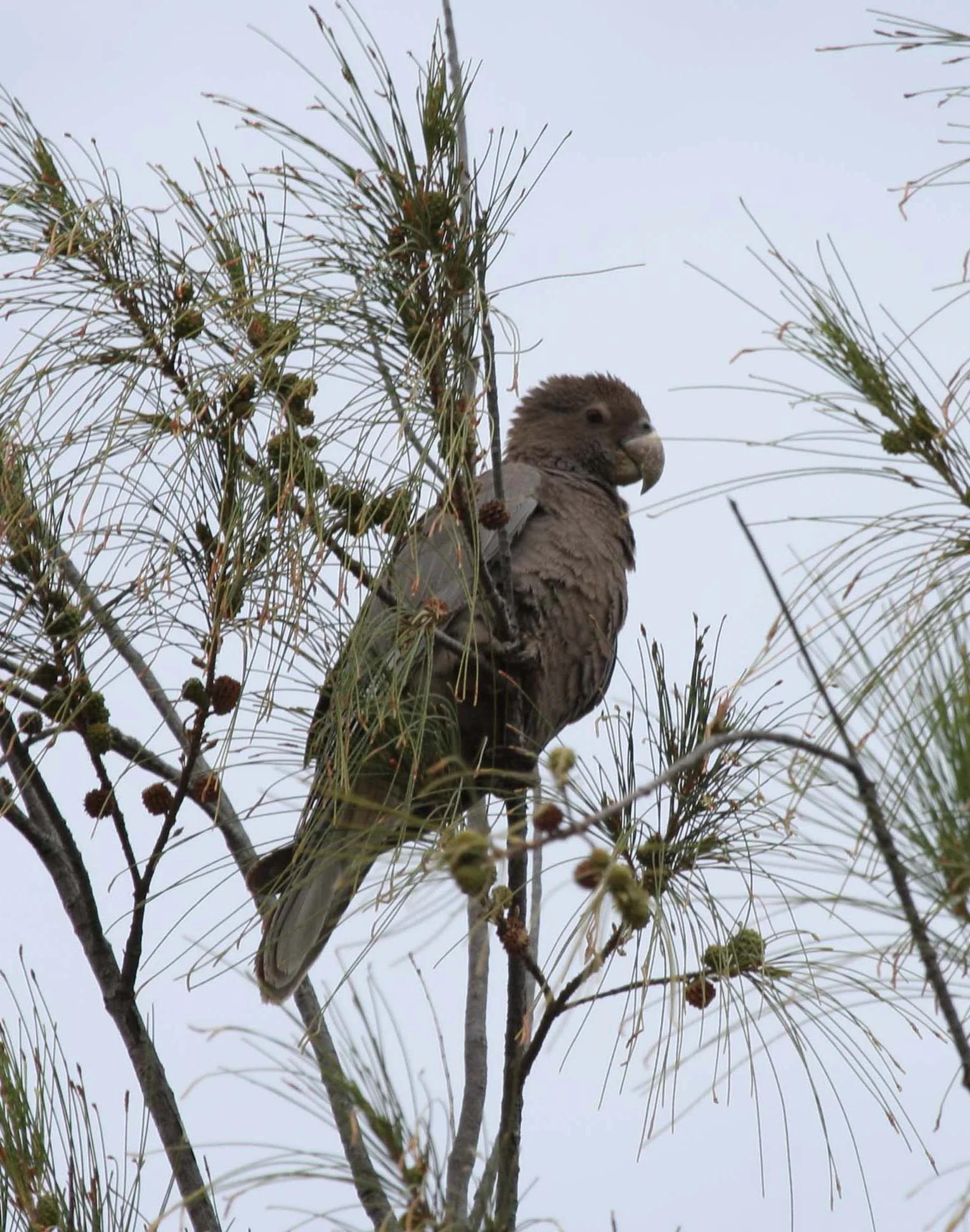 Details : Greater Vasa Parrot - BirdGuides