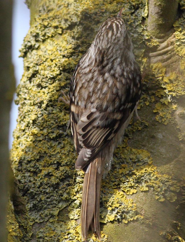 Details : Northern Treecreeper - BirdGuides