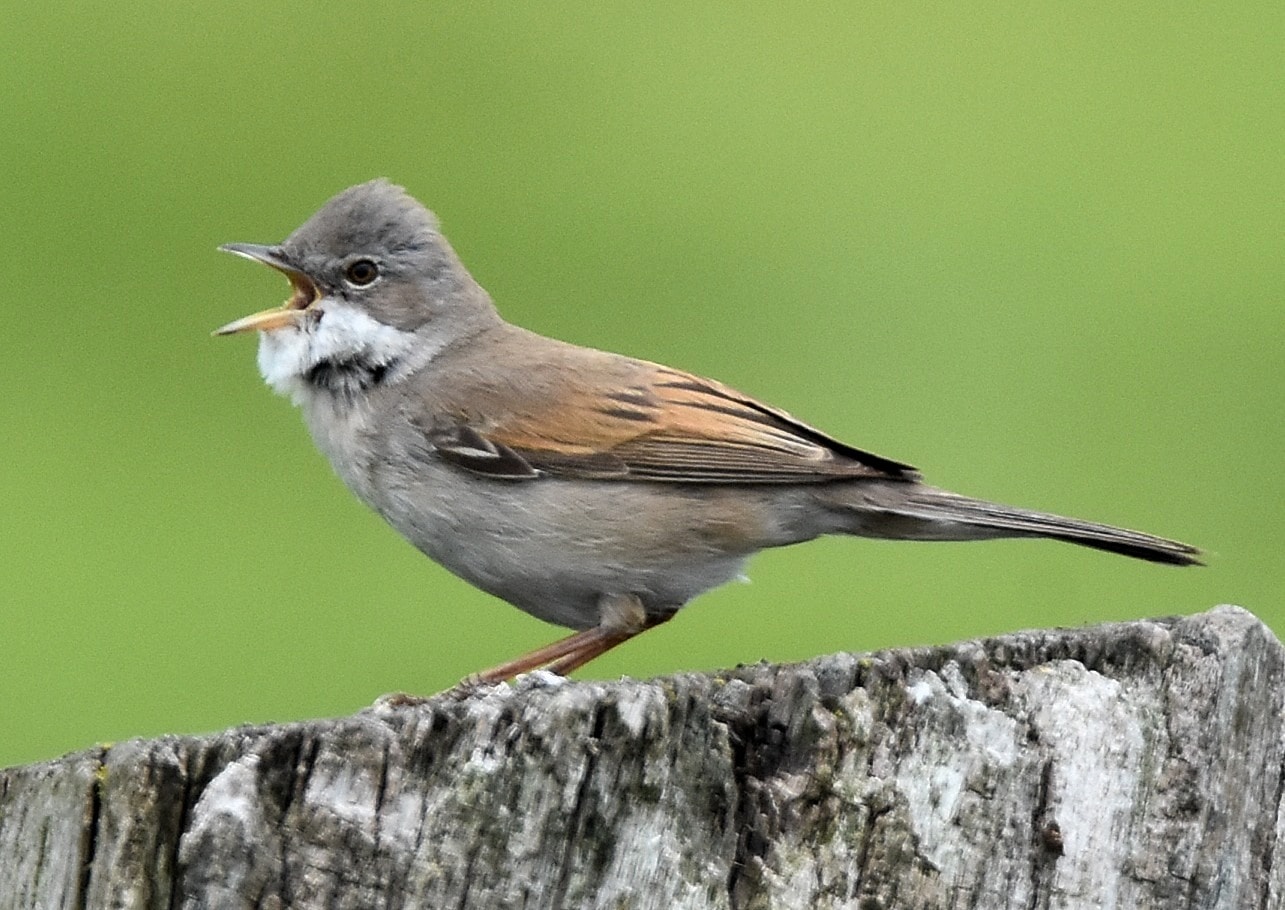Common Whitethroat by W.Schulenburg - BirdGuides