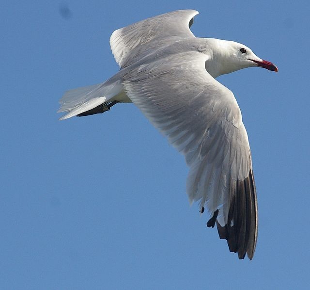 Details : Audouin's Gull - BirdGuides