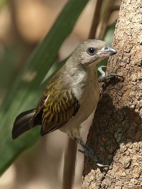 Lesser Honeyguide by Terry Gunby - BirdGuides