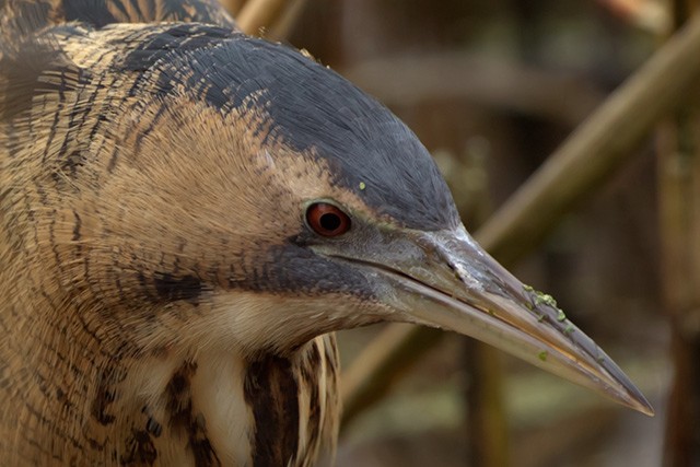 Details : Eurasian Bittern - BirdGuides