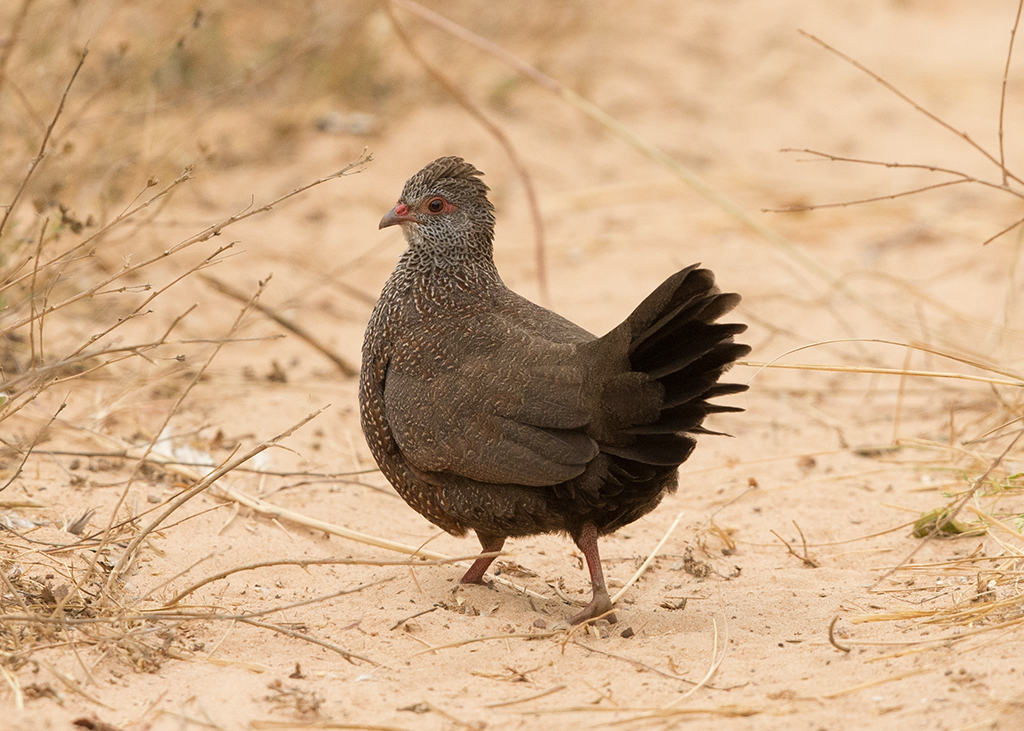 Details : Stone Partridge - BirdGuides