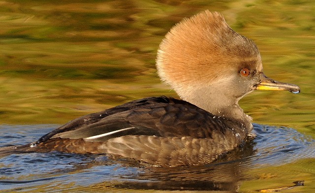 Sawbill photo ID guide - BirdGuides