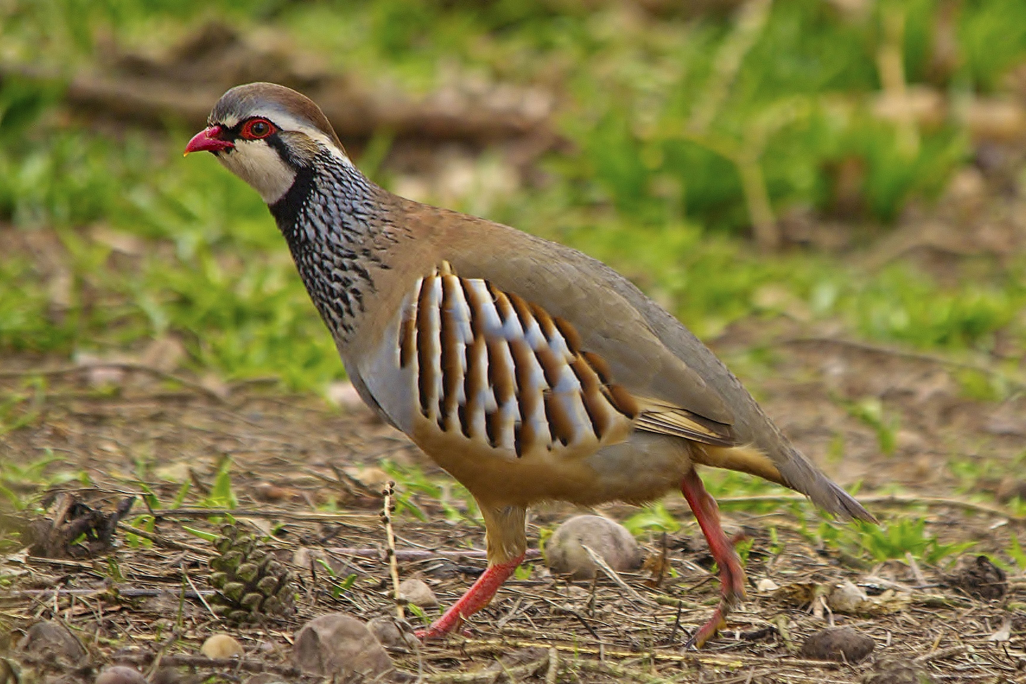 Details : Red-legged Partridge - BirdGuides