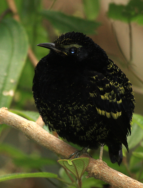 Details : Velvet Asity - BirdGuides