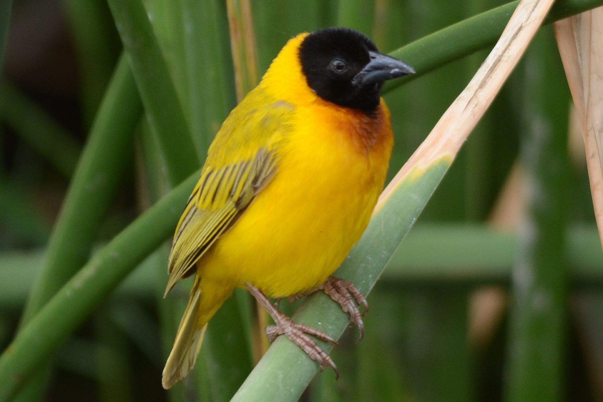 Details : Black-headed Weaver - BirdGuides