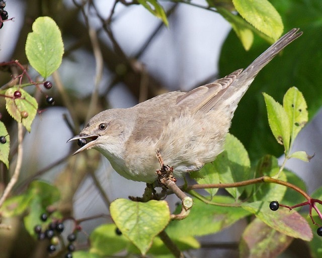 Focus on: early autumn passerine migration - BirdGuides