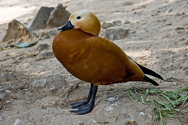 Details : Ruddy Shelduck - BirdGuides