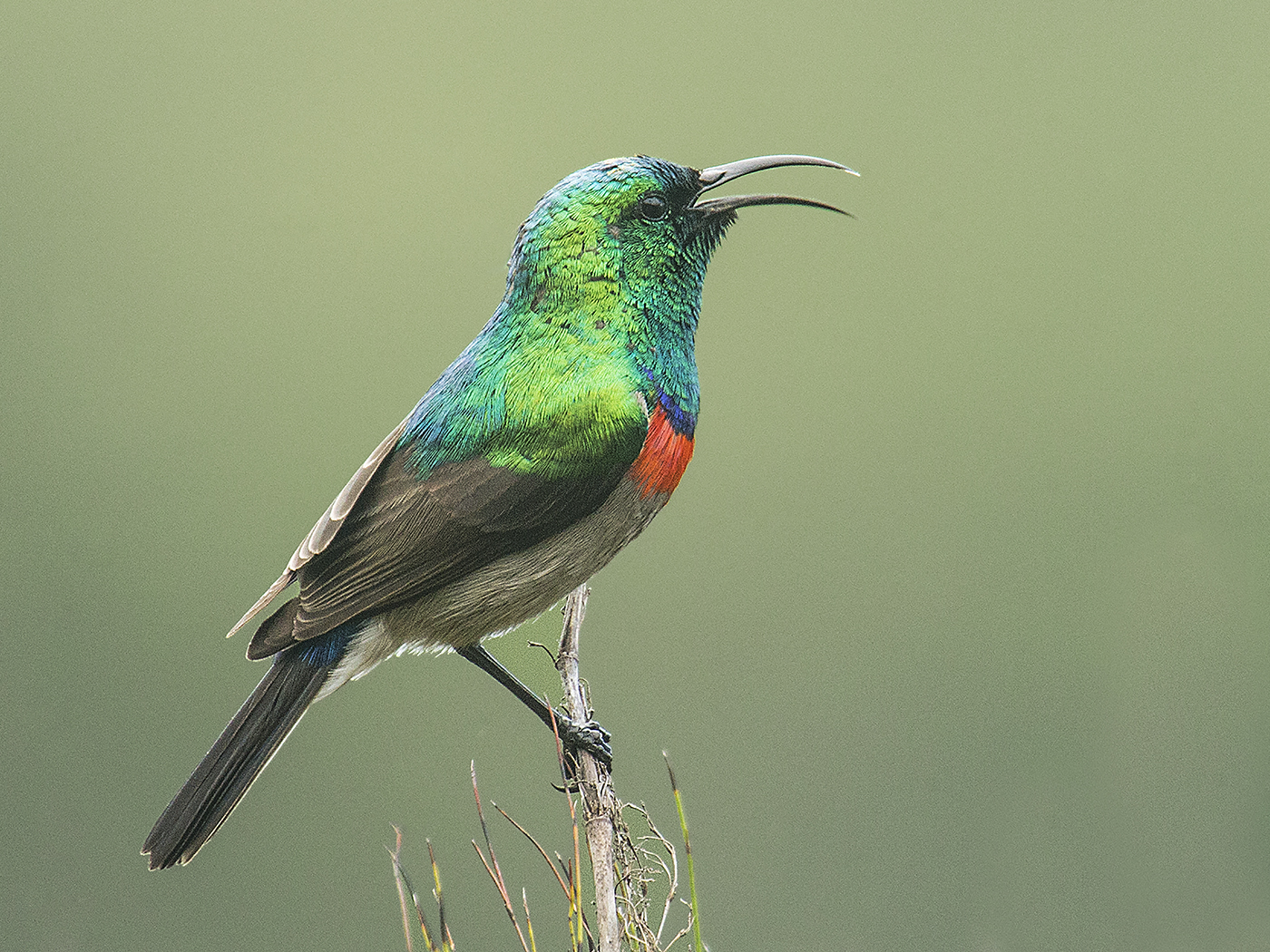 Details : Southern Double-collared Sunbird - BirdGuides