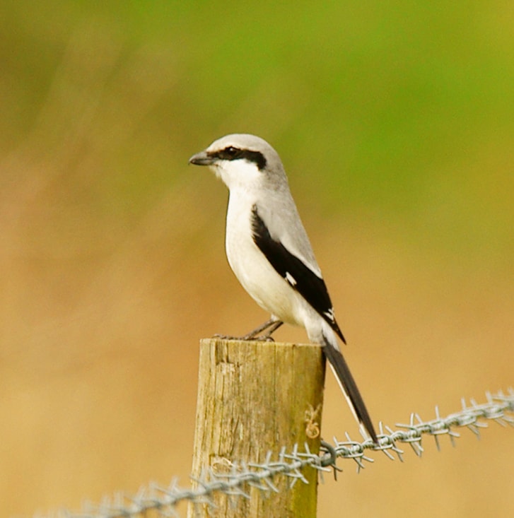Great Grey Shrike by Mike Trew - BirdGuides