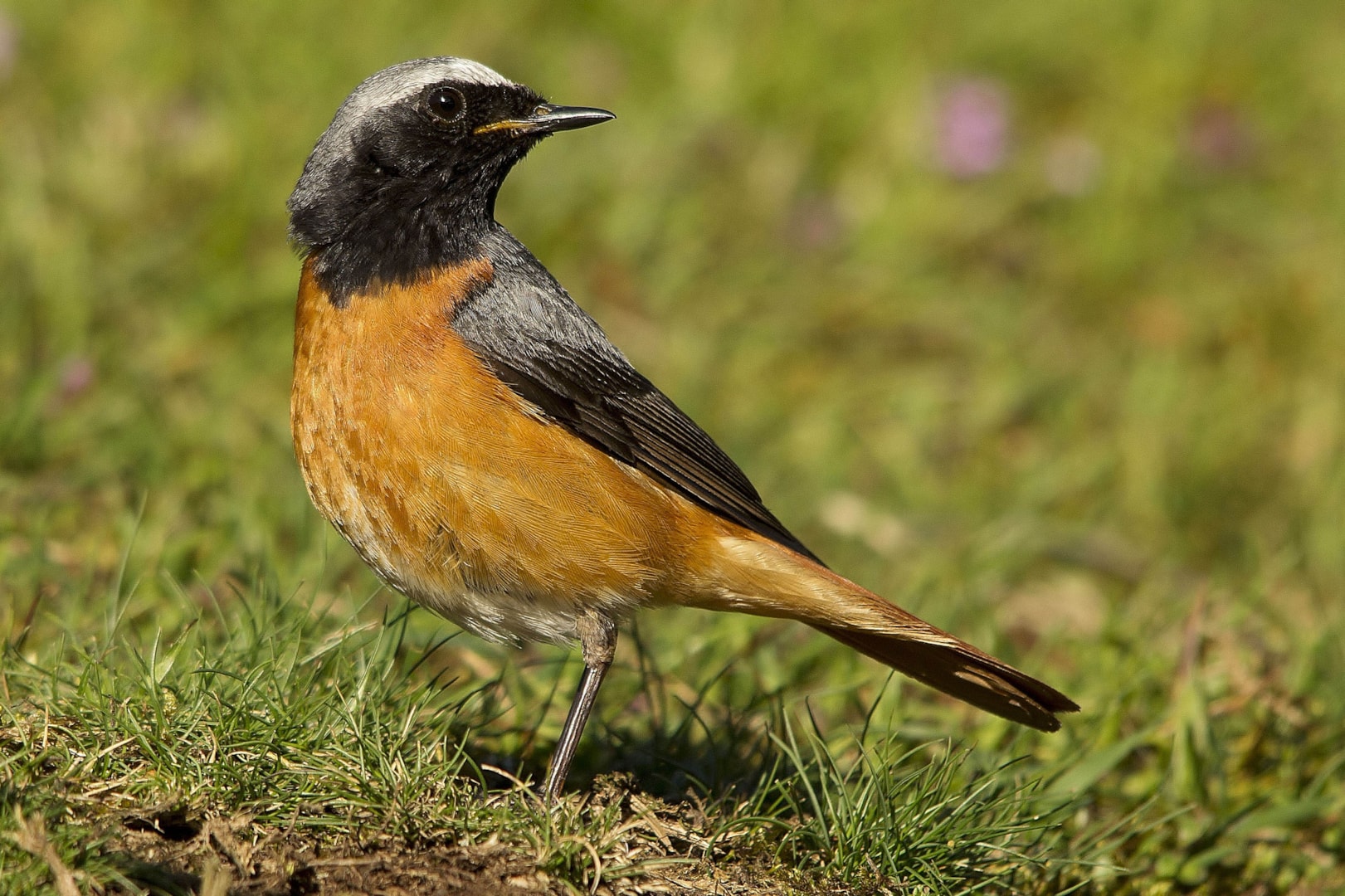 Common Redstart by Mr Clive Daelman - BirdGuides