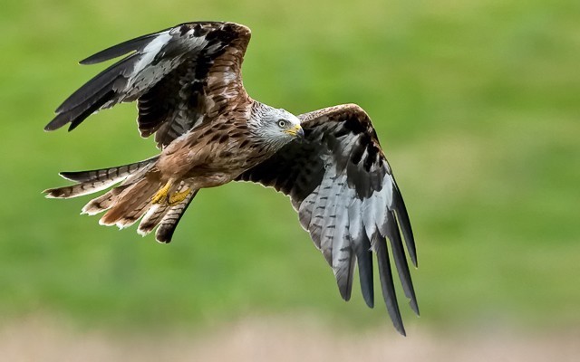 Europe’s Red Kites in peril - BirdGuides