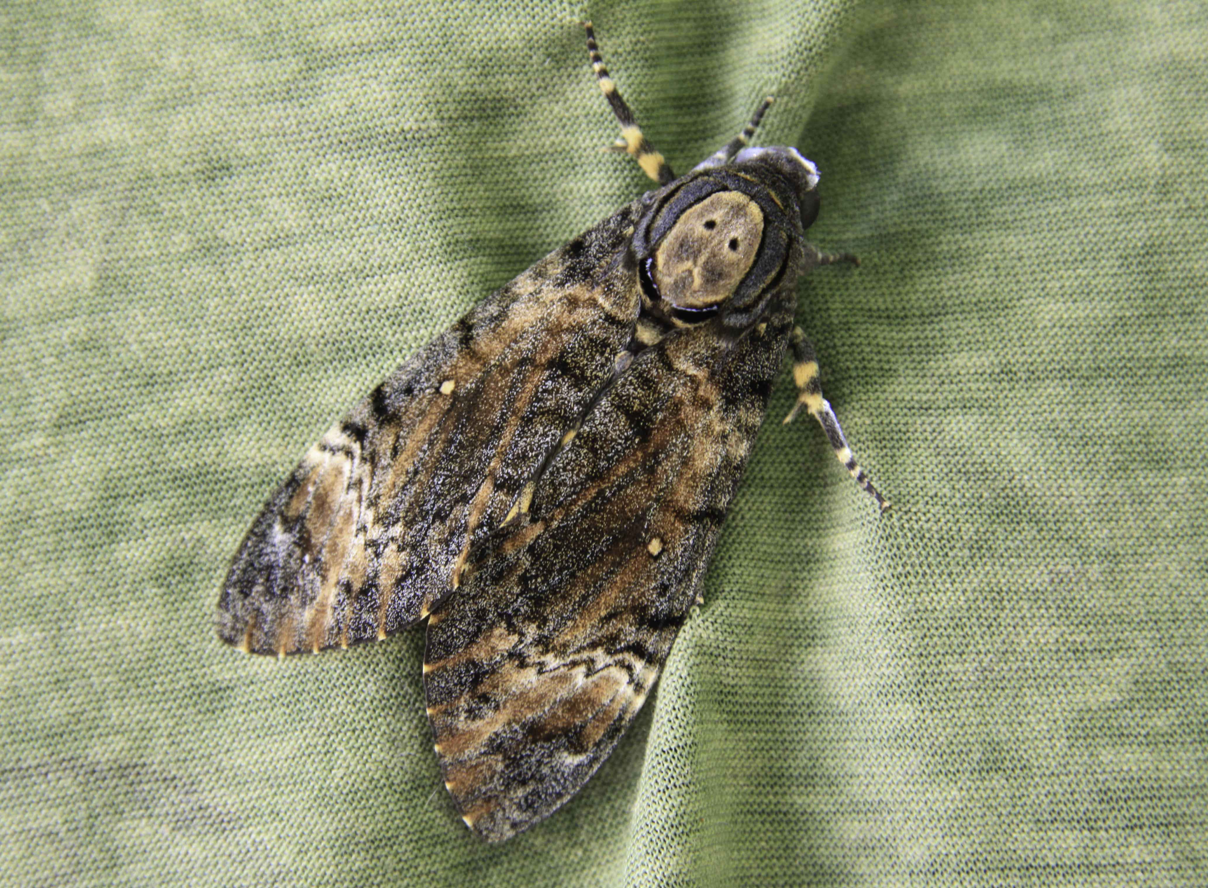 Details : Death's-head Hawkmoth - BirdGuides