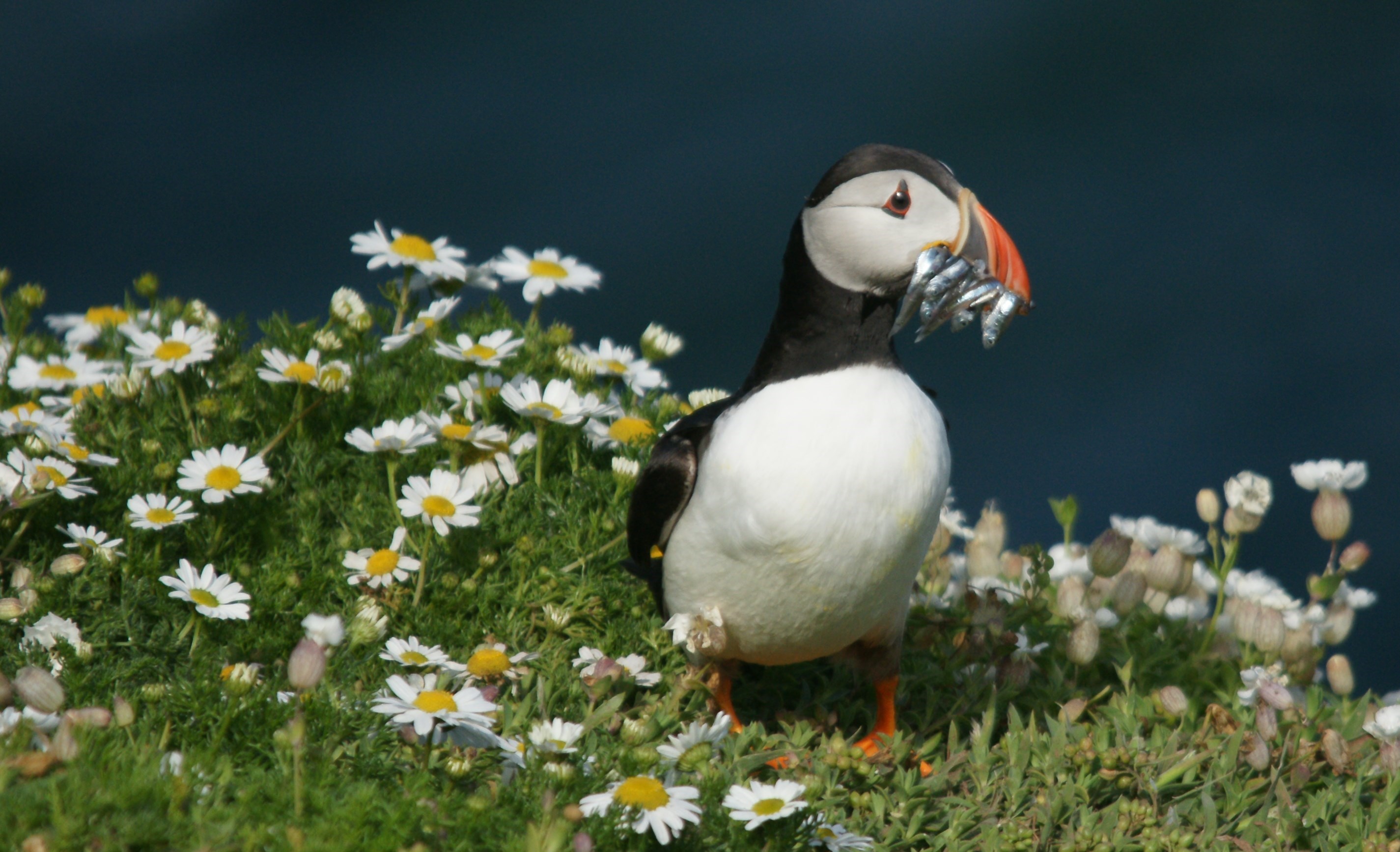 Puffin and Turtle Dove among British birds added to IUCN Red List ...